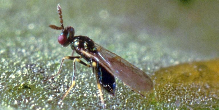 Diglyphus isaea | patruagro.ro